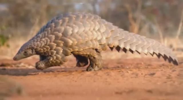 ... Панголин - Что мы знаем о нём...
