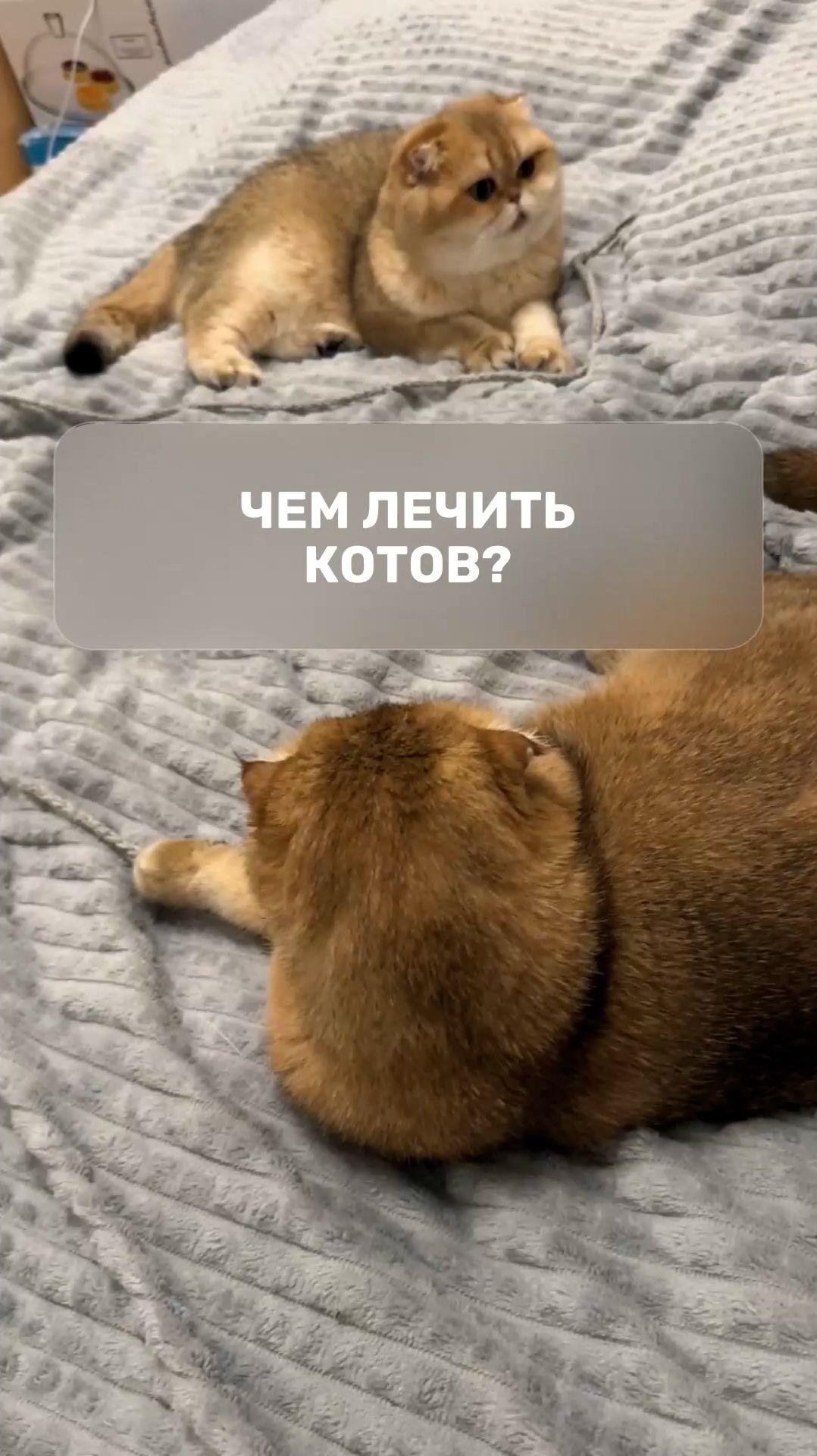 Чем лечить котов?