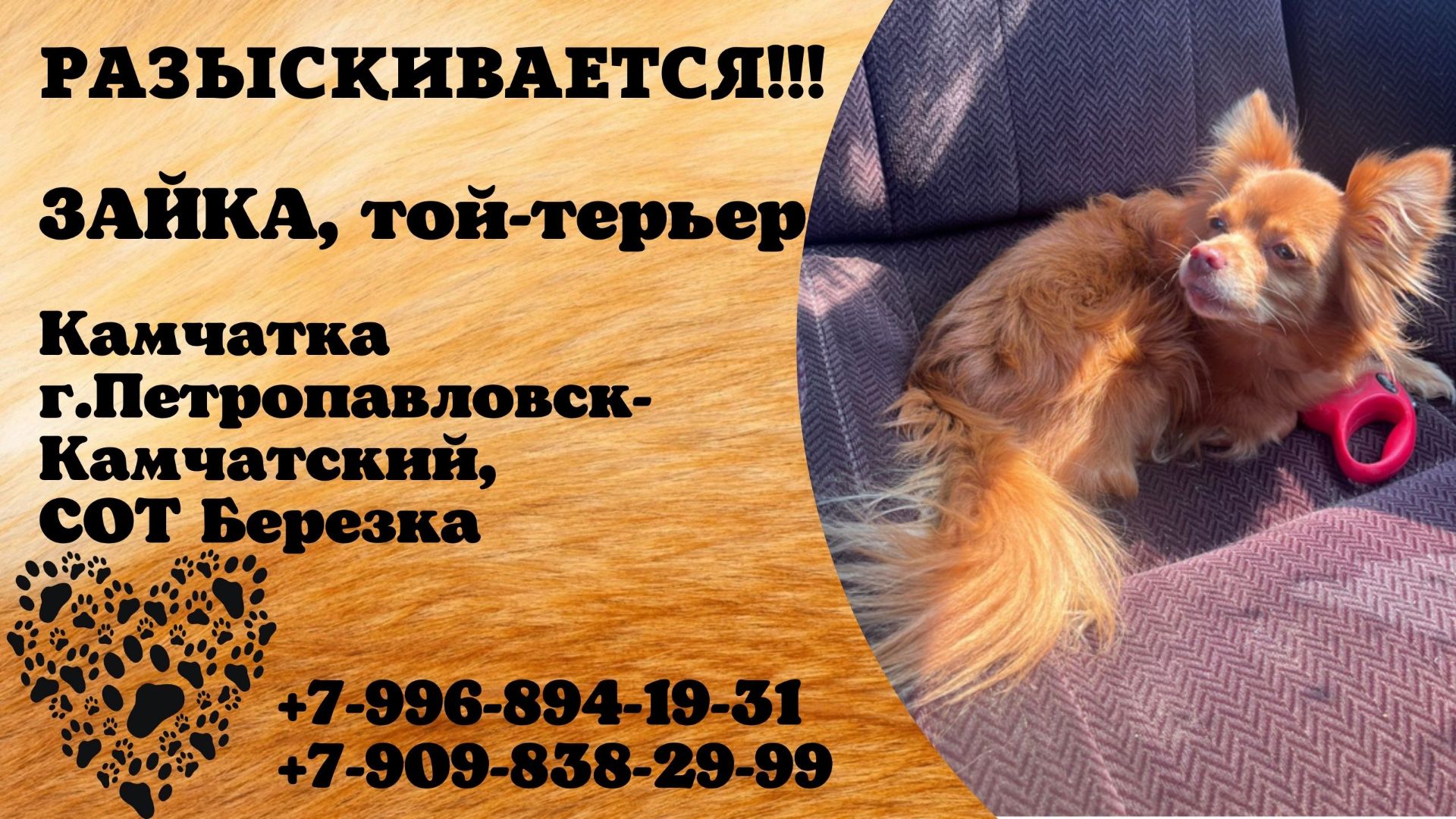 Пропала собака! ЗАЙКА.  Той-терьер. Камчатка, г. Петропавловск-Камчатский