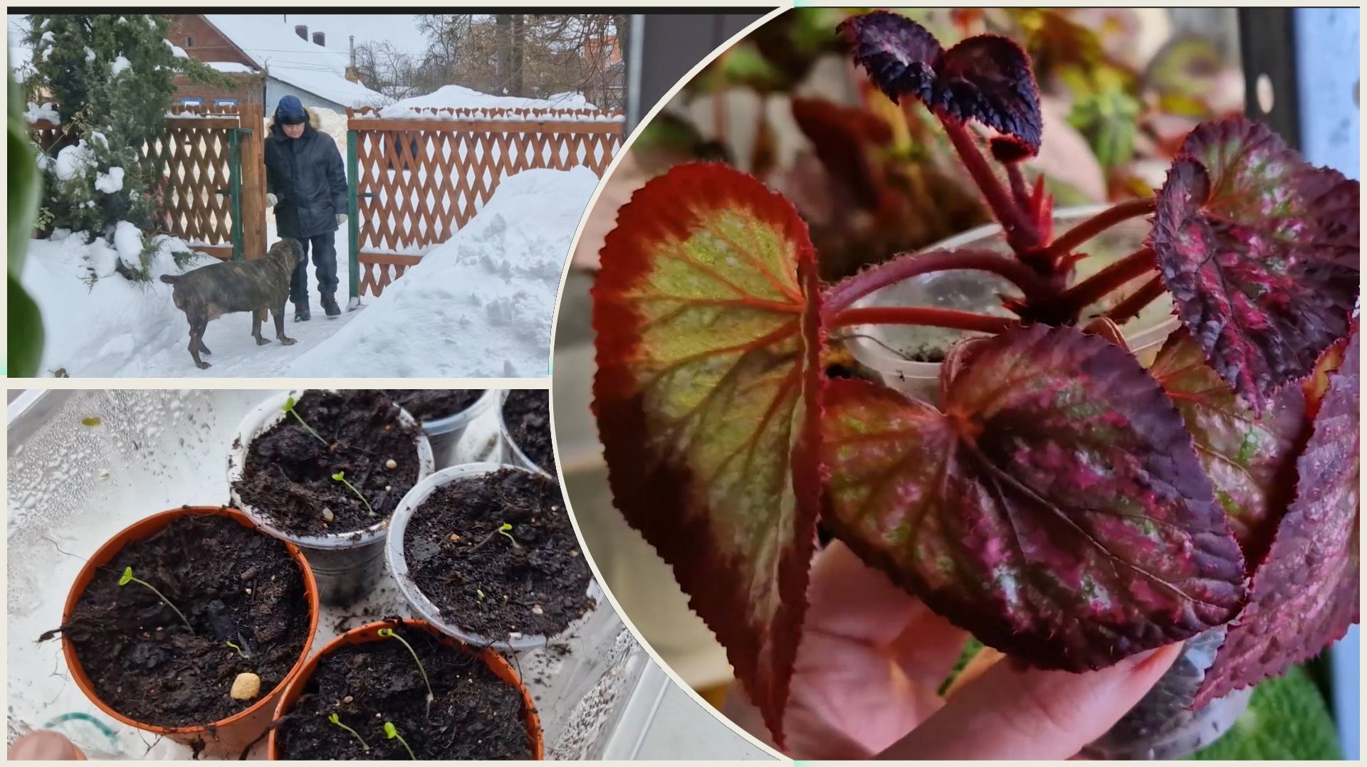 Проверяю посевы и домашние цветы. Оттепель. Мои воспоминания.