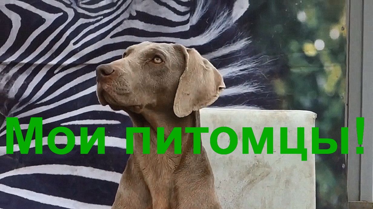 Мои питомцы!