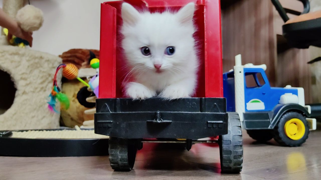 Котенок Микки играет с детскими игрушками. Кошки и котята.