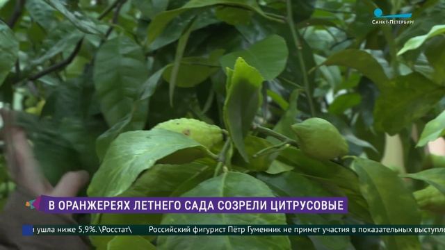 В оранжереях Летнего сада созрели цитрусы