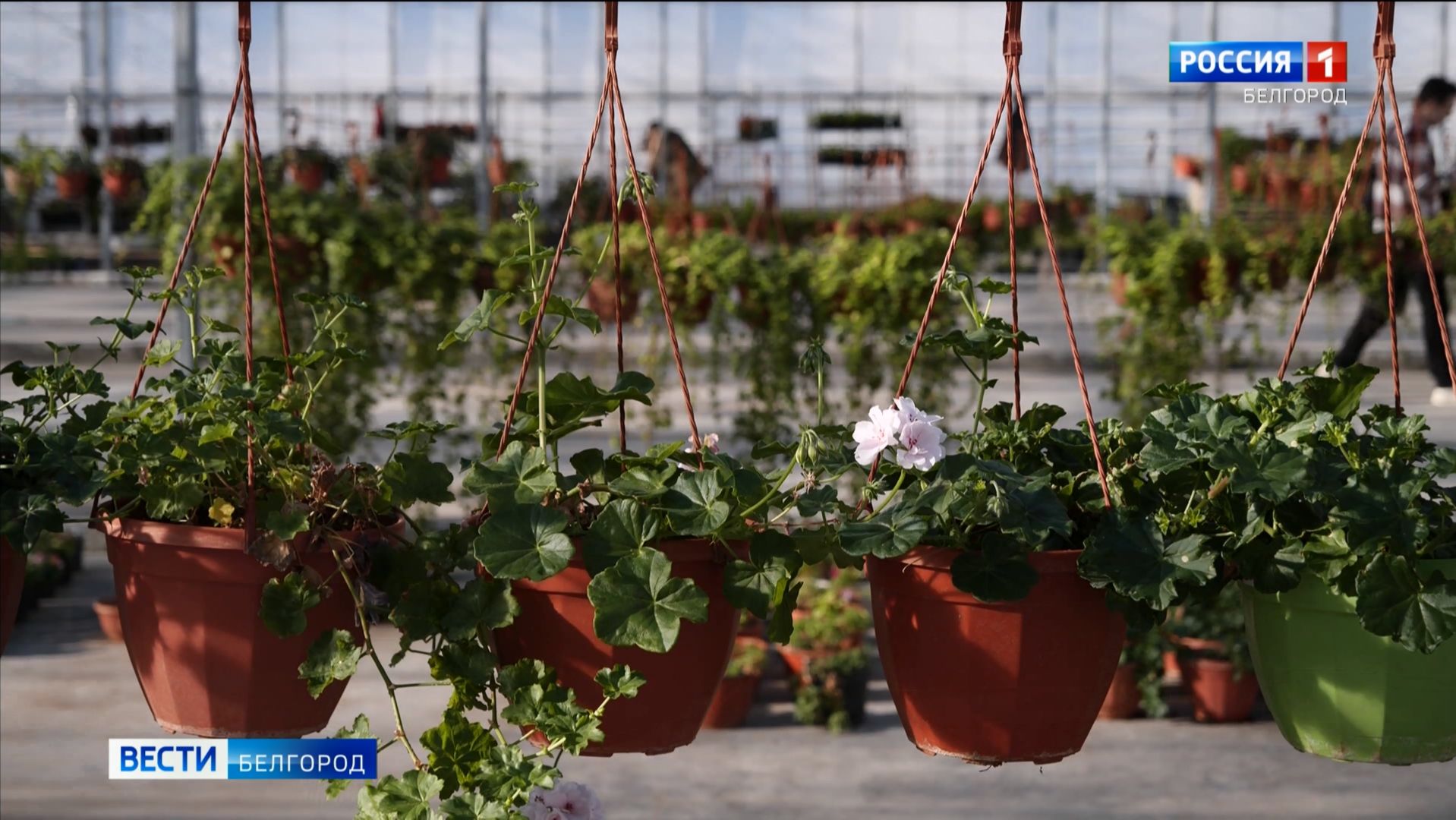 Сотрудники Белгорблагоустройства подготовили тысячи новых цветов и кустарников к весеннему сезону