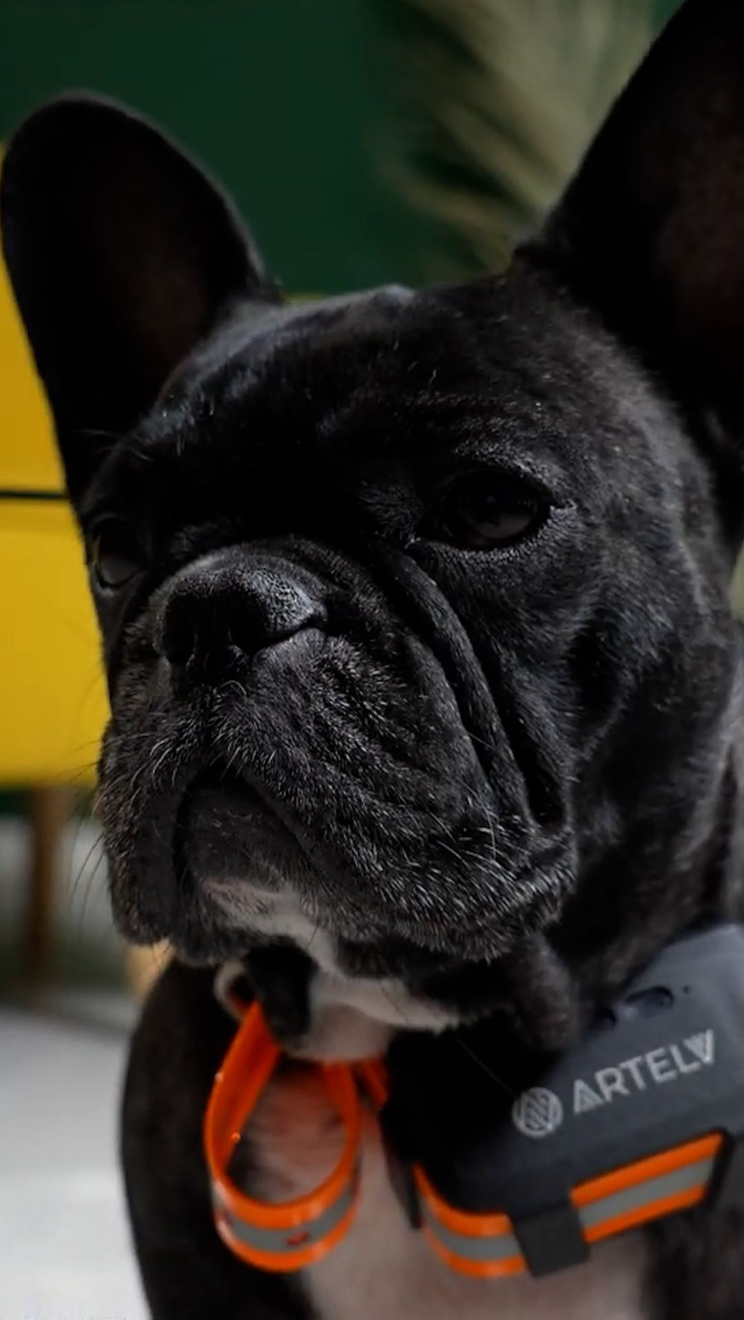 Как вырастить дружелюбную собаку? 3 шага к успешной социализации щенка.