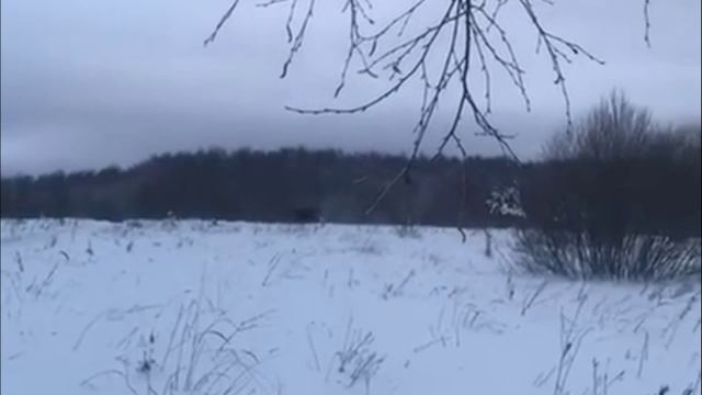 Камера зафиксировала лосей в Ковровском районе