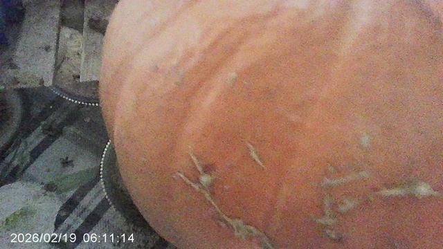 Обзор: с 2025 осталась только тыква сорта "Богатырская сила". Почти все остальные пошли в пищу.