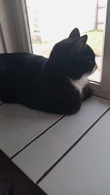 Искалеченный хозяйкой. Теперь в приюте на окне.