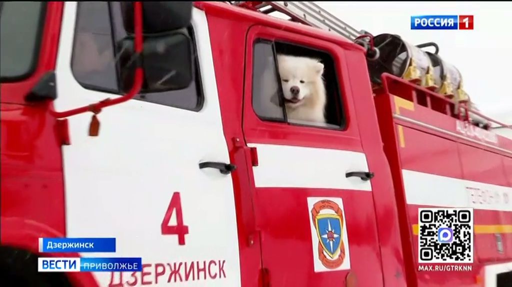 Самоед по кличке Айс - не только антистресс, но и помощник для дзержинских огнеборцев