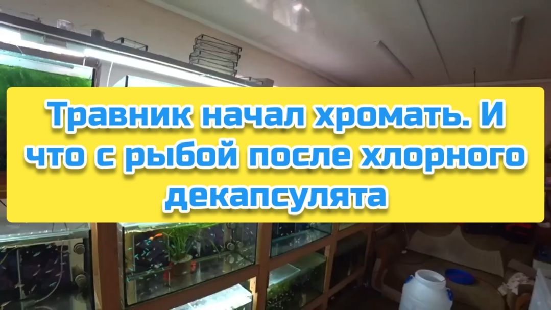 Травник начал хромать. И что с рыбой после хлорного декапсулята