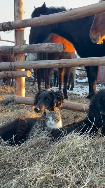 🐱 Новая жизнь питомца: история преображения!