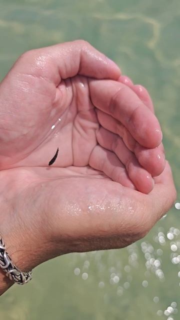 Рыба мечты. 20.02.2026г.