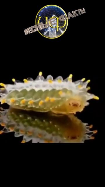 Кристальная гусеница (@infackts)