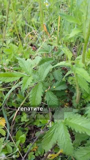 Печёночник #травы #травыдляздоровья #здоровье #здоровьебезлекарств