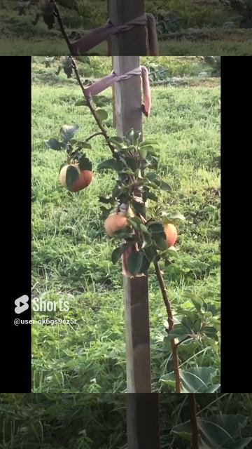 Ленобласть. Хвойное. 20.08.2024. Дача. Созревшие яблоки на яблонях первого года посадки. Вкусные