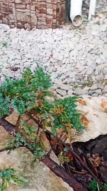 Сухой ручей с вечнозелëными растениями#сухойручей# #садна4сотках#крым#декоративныйсад#каменистыйсад