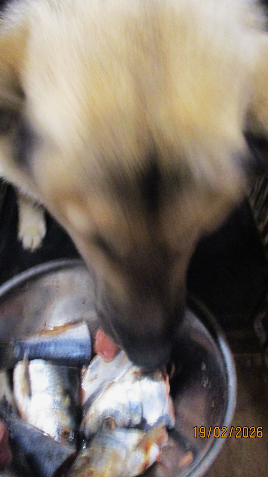 Кормление собак в снежный февраль 2026 г.