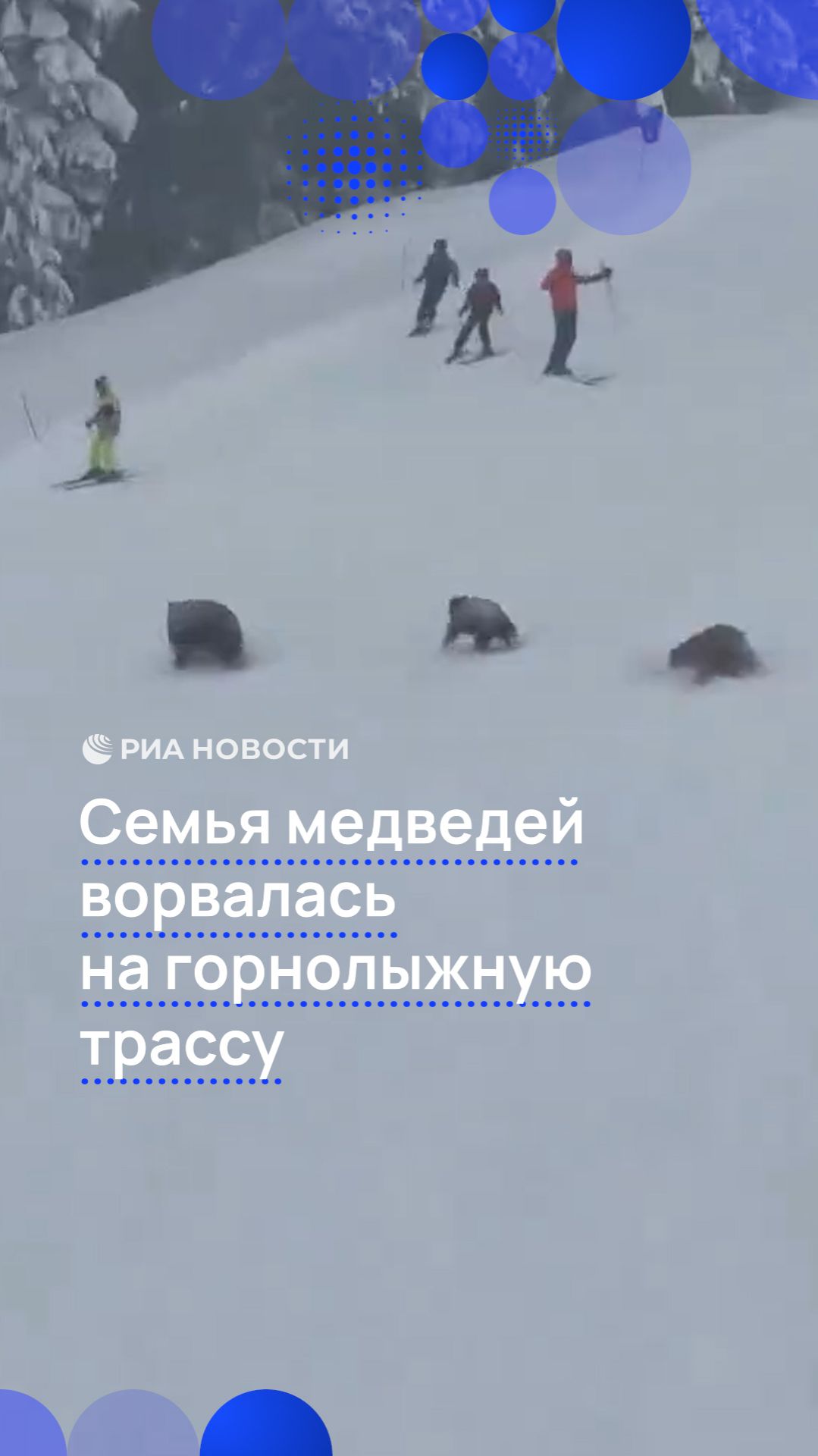 Семья медведей ворвалась на горнолыжную трассу