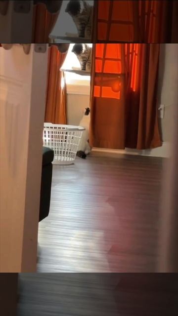 Ловушка Джокера в деле