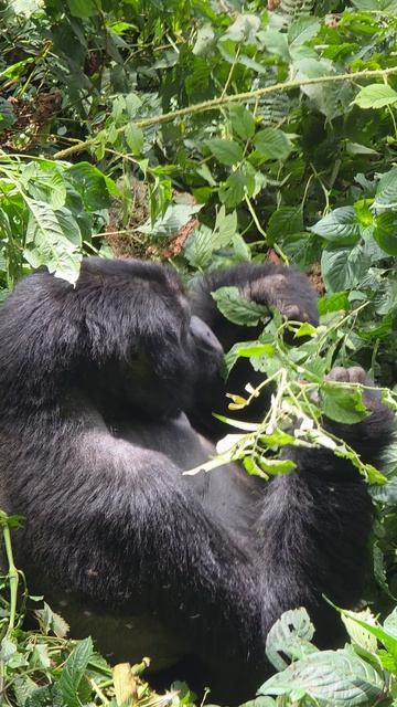 Гориллы в Уганде, без портера не добраться