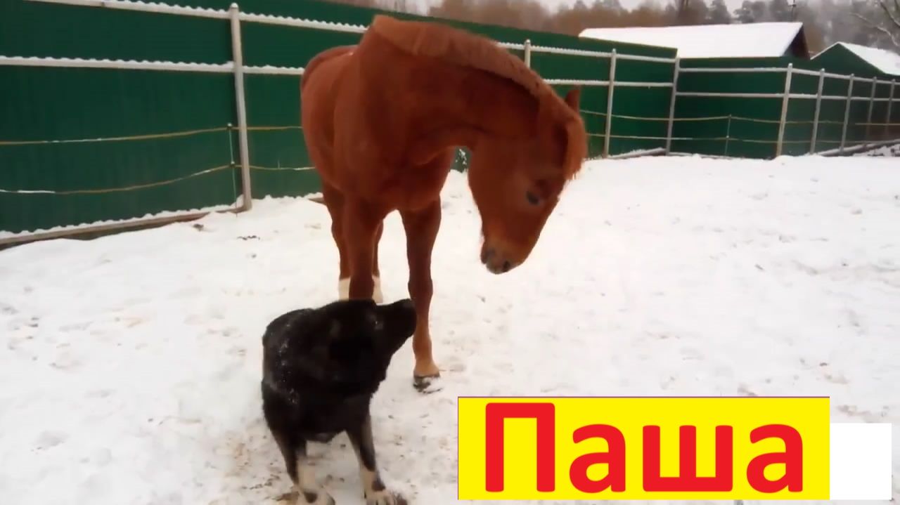 Кавказская овчарка и лошади - неразлучные друзья