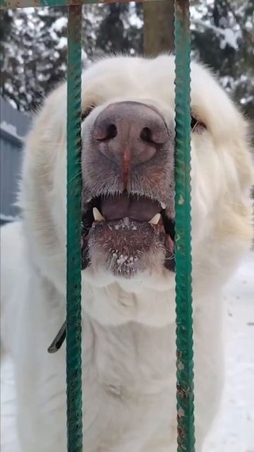 Молодой богатырь САО Добрыня 🍀ищет 🏠❗Пост в описании  🎥 #алабай #сао #овчарка #любовь #счастье