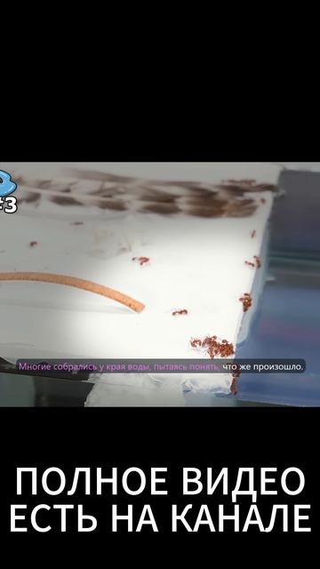 1 000 муравьёв против стихийных бедствий 3 часть