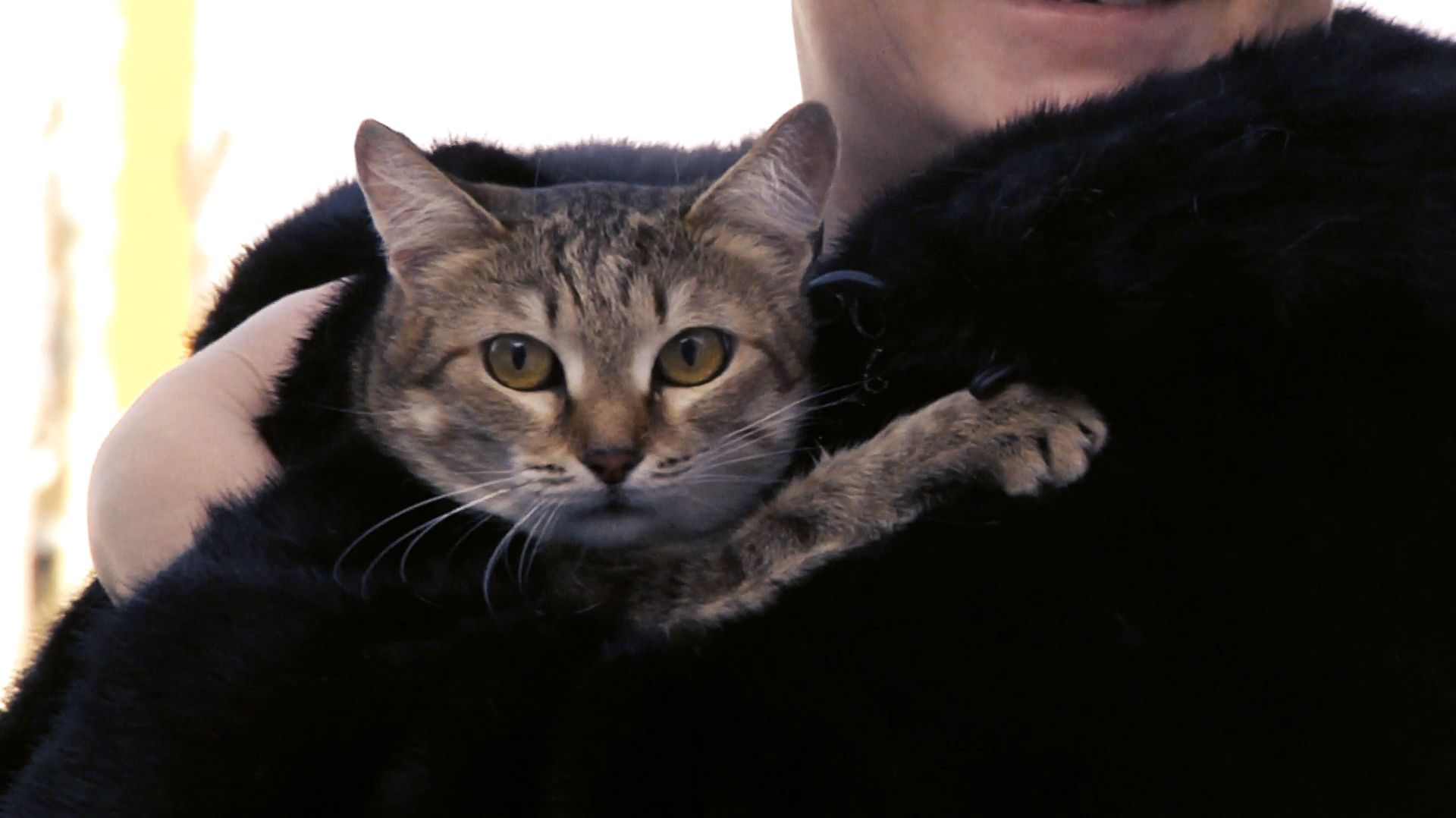 Авто роскошь для мохнатых! И не очень ...