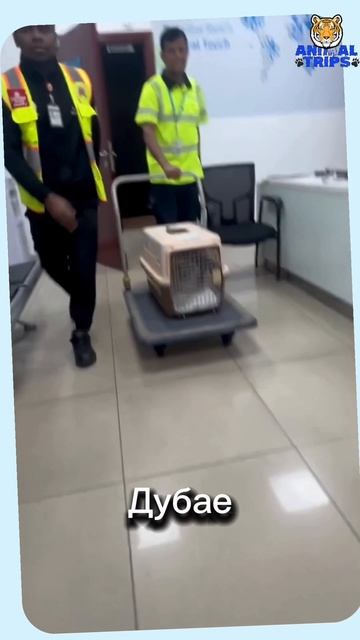 Срочная перевозка кошки из Москвы в Дубай ✈️🐾 История Олеси | Animal Trips #animaltrips