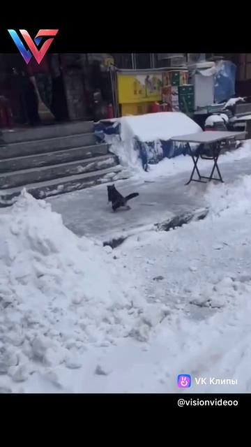 коты на снегу