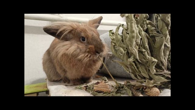 Банникула хрустит топинамбурм