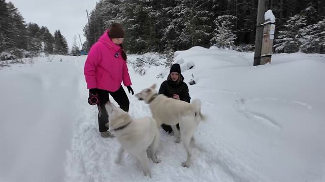 Апельсин. Прогулка по лесу. 24-02-2026