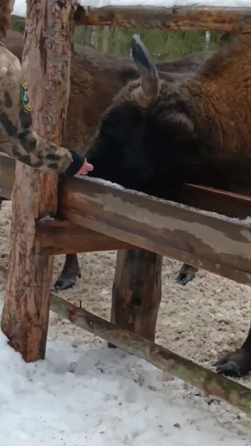 Зубры в деревне Якушиха Вязниковского района 3 камера