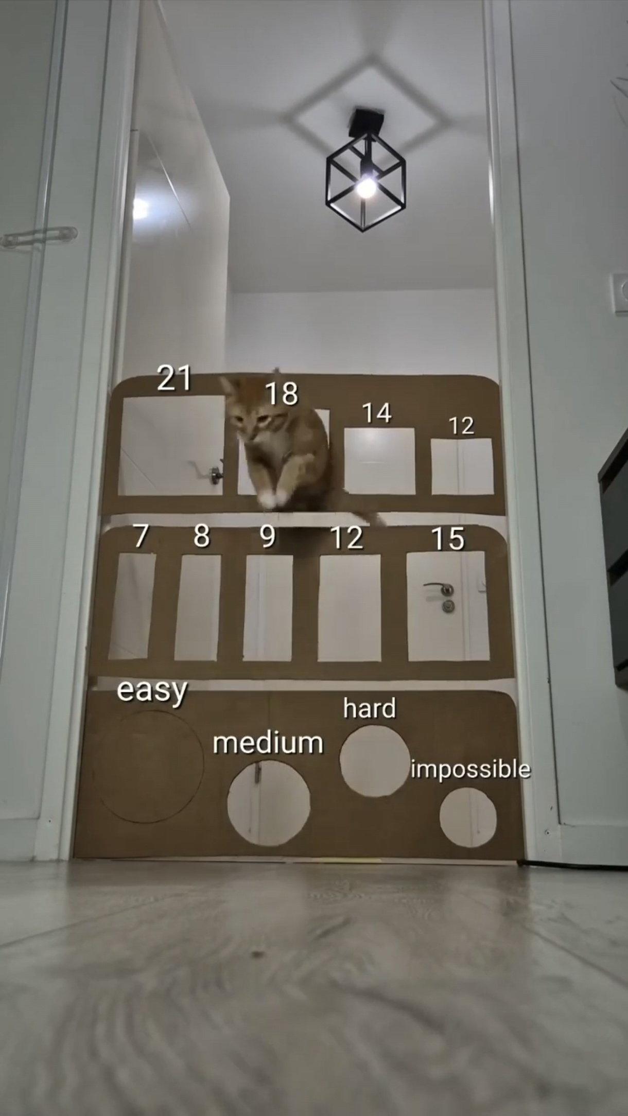 Рыжий везде пролезет! 😼