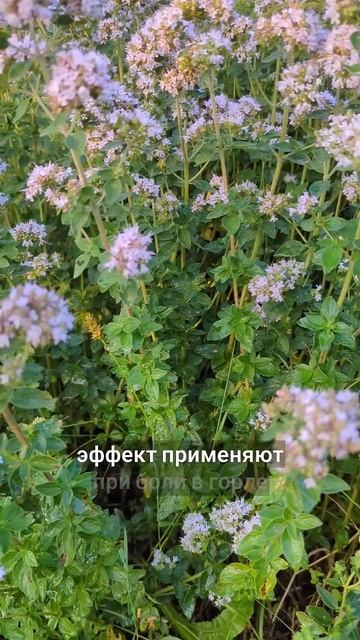 древняя трава матерей #травы #травыдляздоровья #здоровье #здоровьебезлекарств