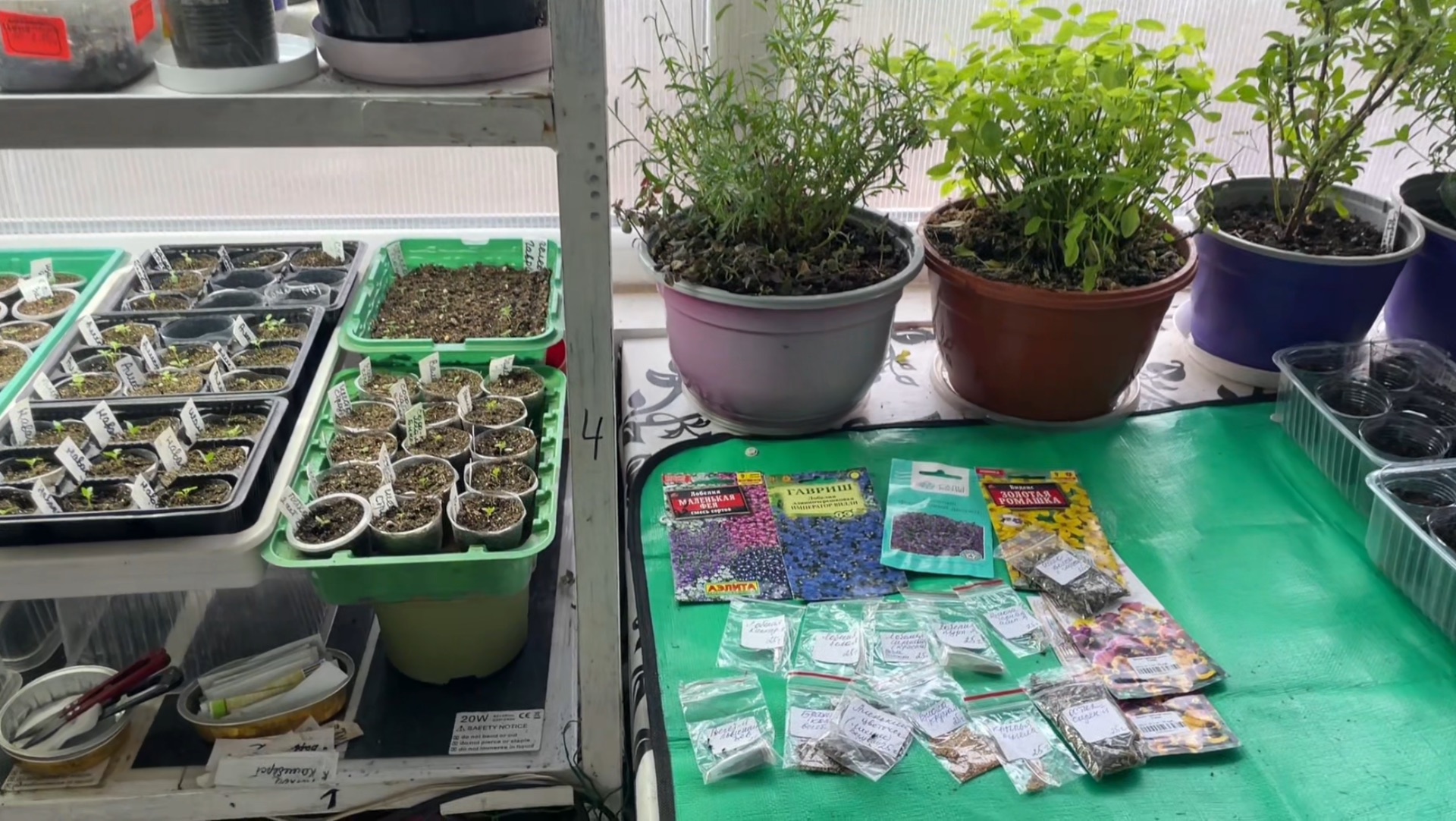 Большой посев цветов! Лобелия, Биденс, Виола, Остеоспермум и другие цветы.