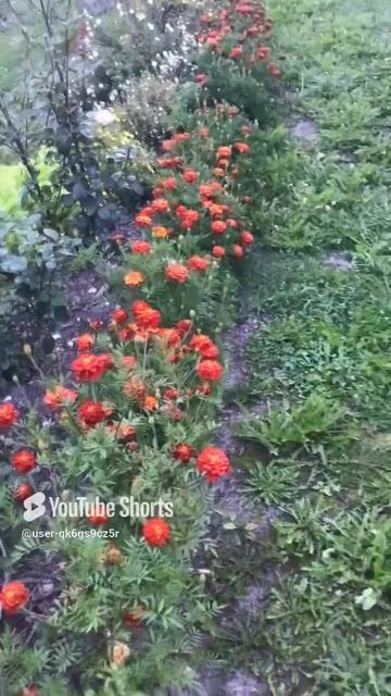 Ленобласть. Хвойное. 24.08.2024. Цветы на даче. Бархатцы