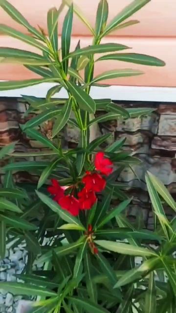 Олеандр расцвëл. #олеандр#садвкрыму#южныйсад#садна4сотках#garden#цветениеолеандра