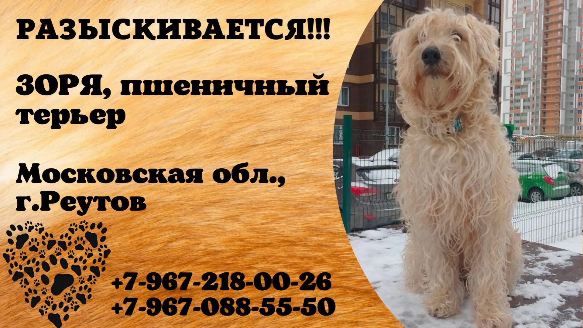 Пропала собака! ЗОРЯ, пшеничный терьер. Московская обл., г.Реутов.