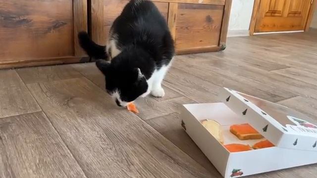 Тест на смекалку котов