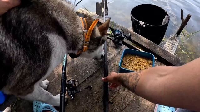 НА ЛЕСНОМ ОЗЕРЕ с ночёвкой. ФИДЕР. ЛЕЩ. ГОТОВЛЮ ВКУСНО на костре. ПЕРЕЗАГРУЗКА, где никого нет.