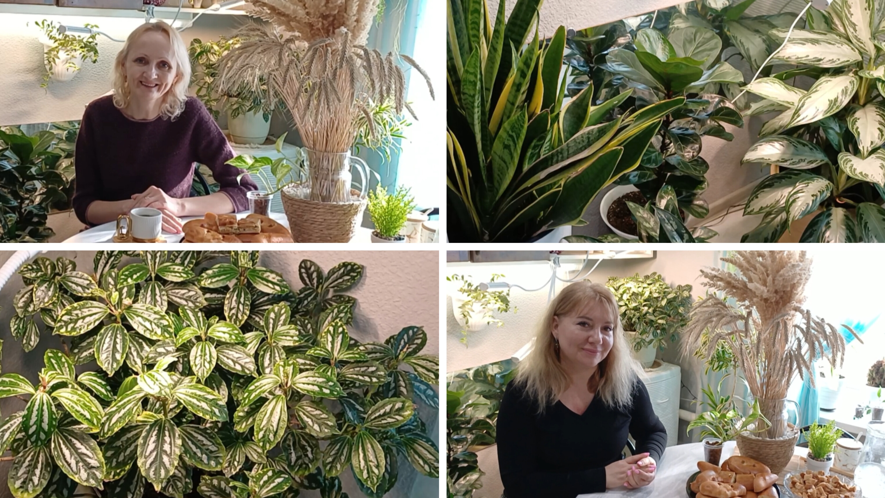 ✨️В гостях у подружки✨️ Обзор коллекции комнатных растений🪴❤️🌵