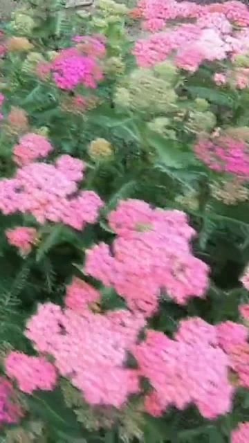 Тысячелистник красивый многолетник для сада из семян.