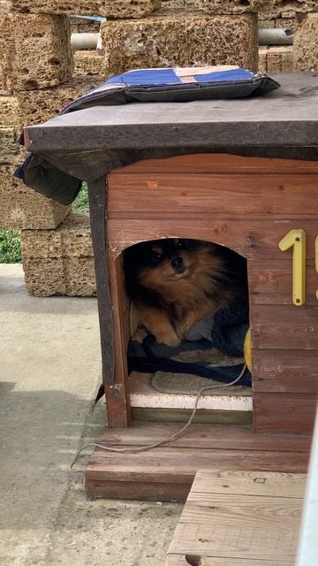 Простая жизнь | Шпиц это особая порода ☺️