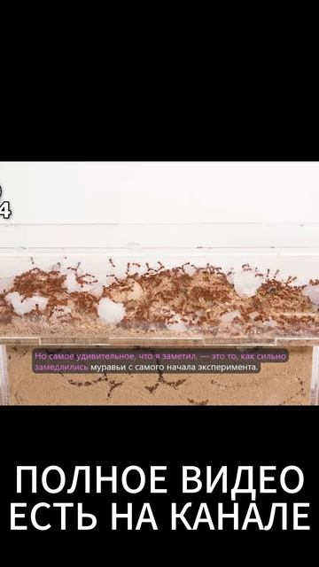 1 000 муравьёв против стихийных бедствий 4 часть