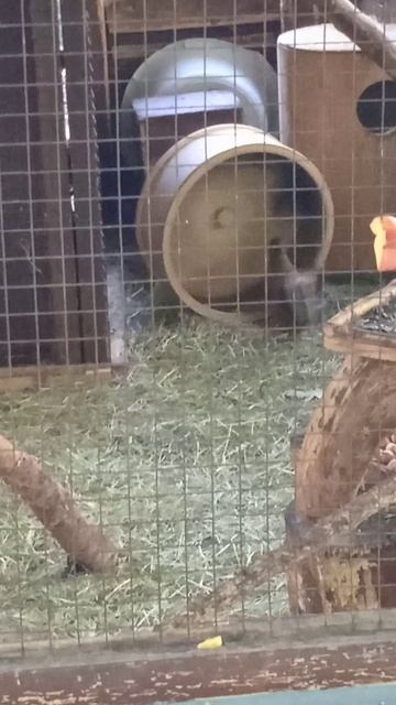 Акробатические трюки. Дуэт.