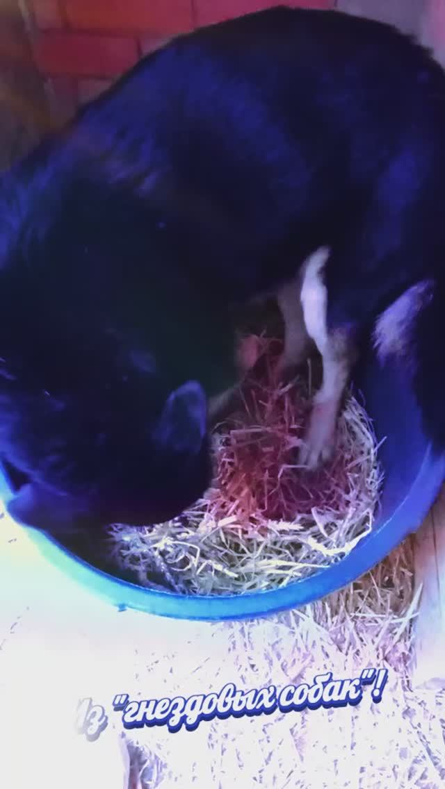 Он тоже из "этих"!⚡Про гнёзда и собак ❥ Приют в Малинках #приютдляживотных