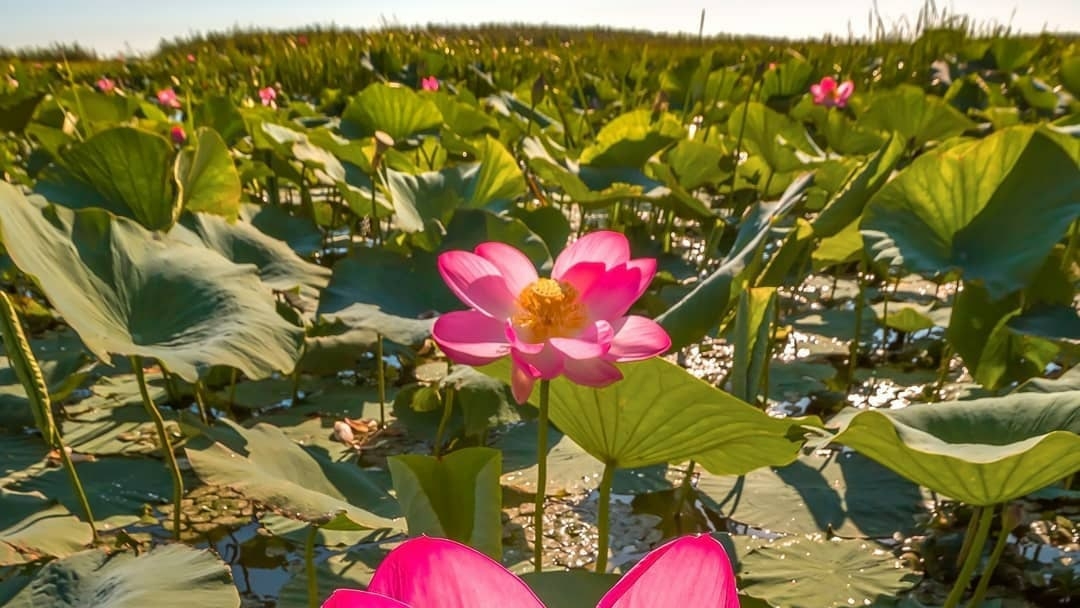 Моя планета.. 5 . Анна Назарова..