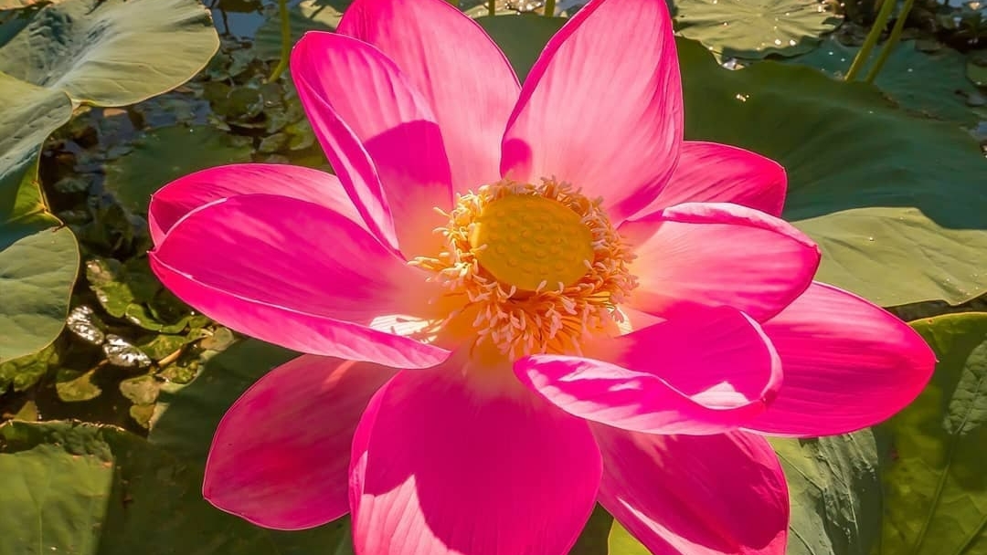 «Моя планета»4   Автор стихов_ Anna NAZAROVA Дата_ 31.05.2025.