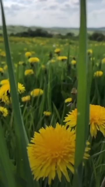 9 причин почему это...#здоровоепитание#здоровыйобразжизни#здоровье#НароднаяМедицина#ЗОЖ